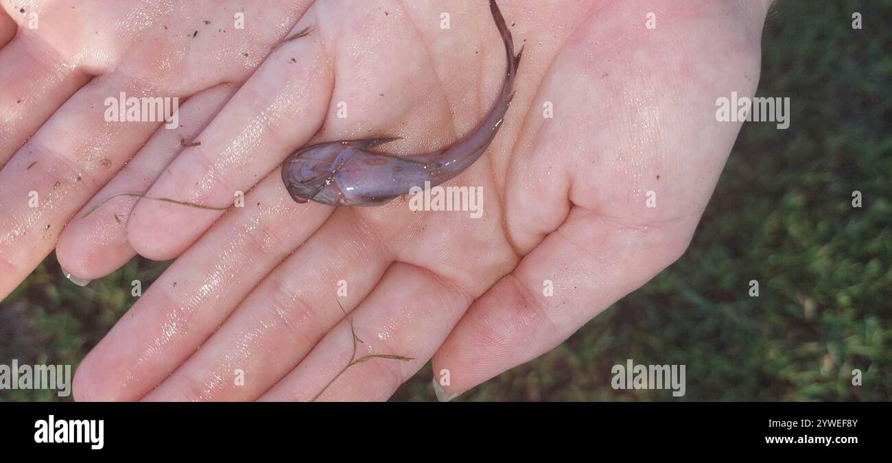 Walking Catfish (Clarias batrachus Stock Photo - Alamy