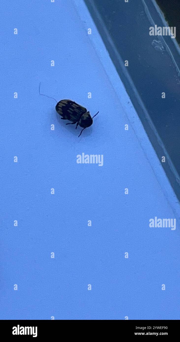 Water, Rove, Scarab, Long-horned, Leaf, and Snout Beetles (Polyphaga ...