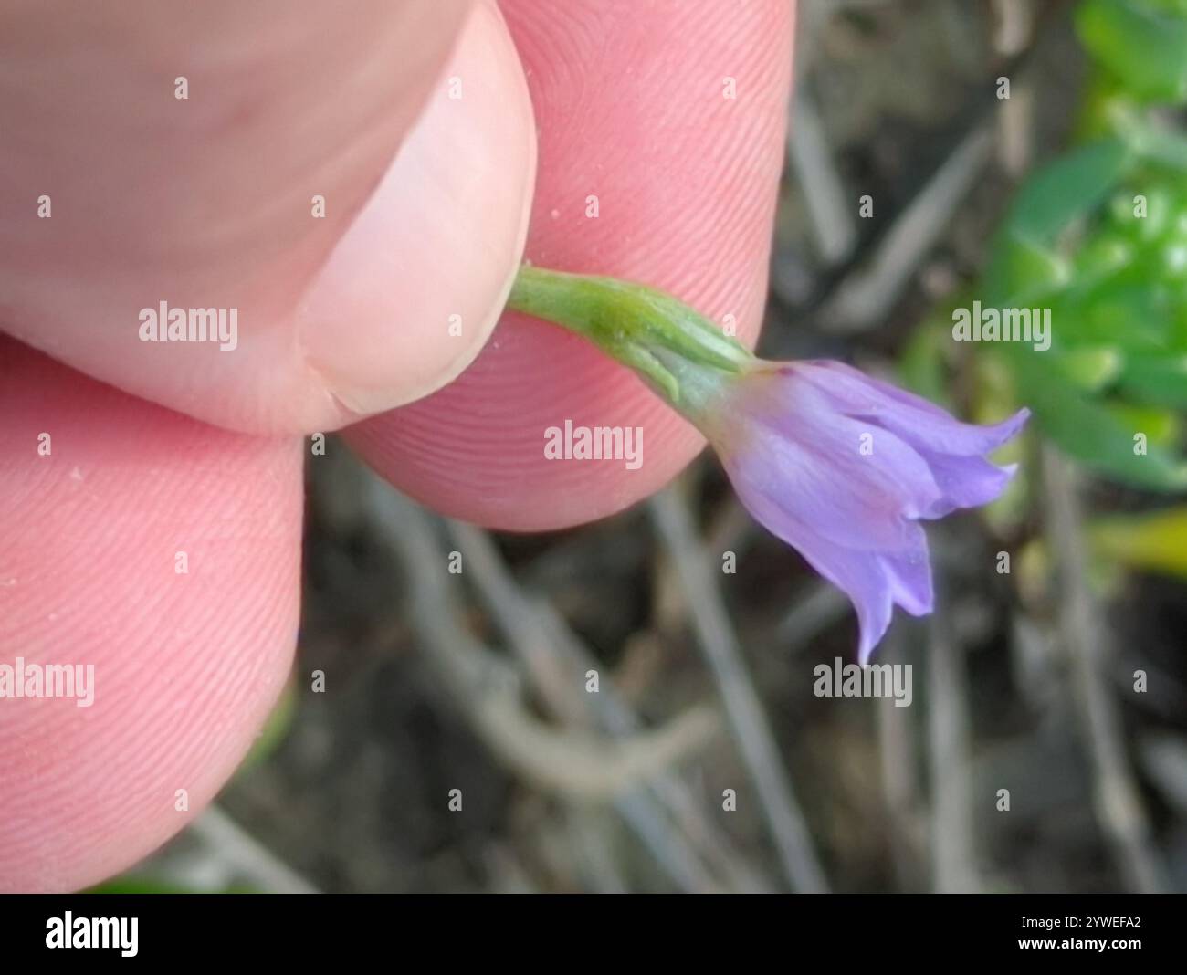 catchfly prairie gentian (Eustoma exaltatum Stock Photo - Alamy