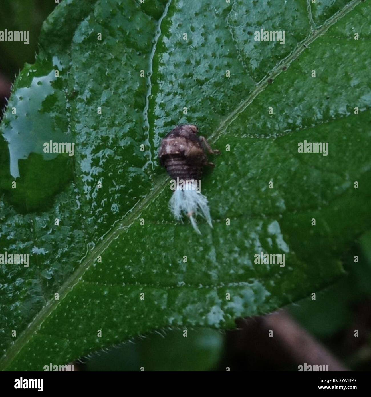 Two-striped Planthopper (Acanalonia bivittata Stock Photo - Alamy