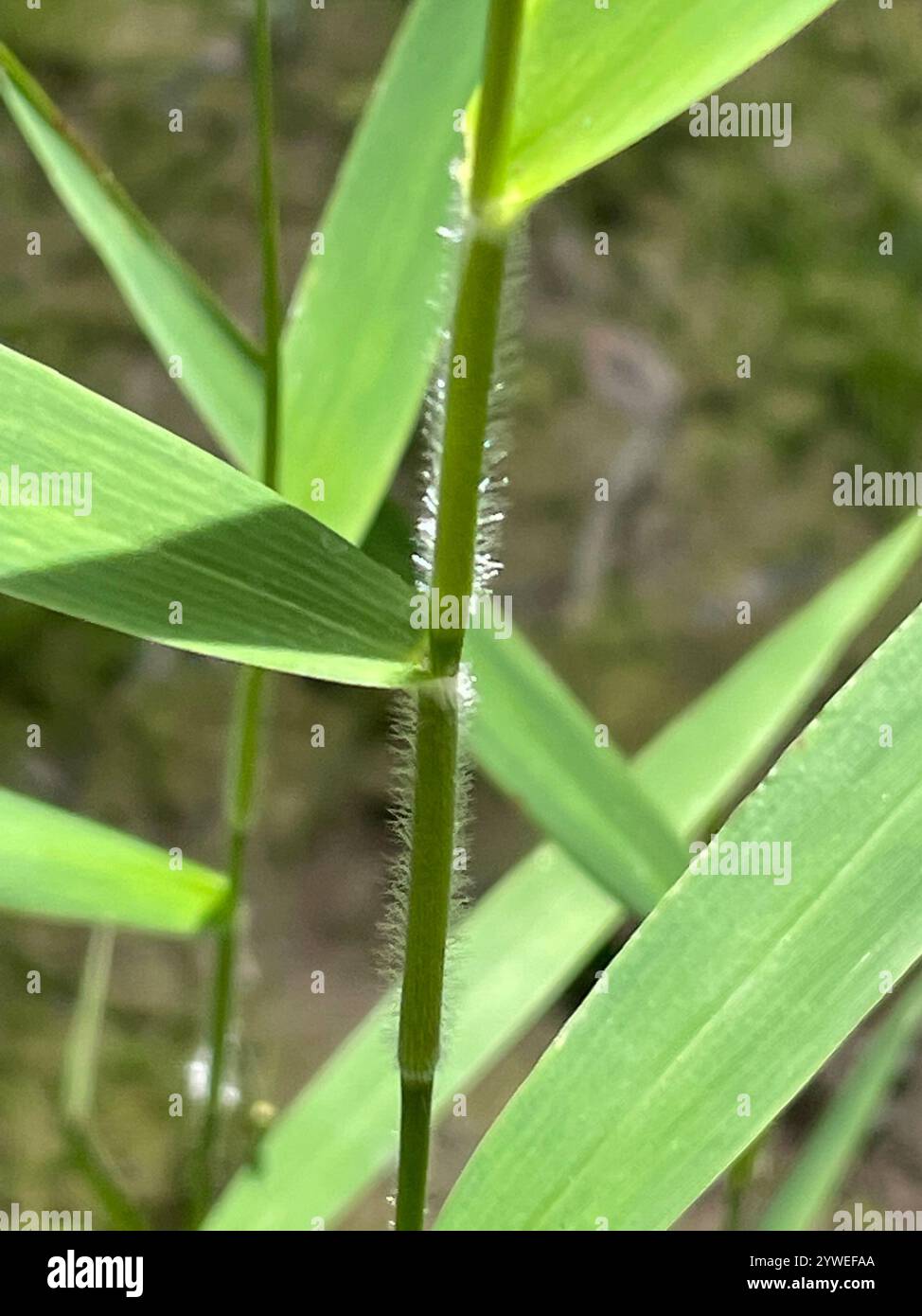 woolly witchgrass (Dichanthelium scabriusculum Stock Photo - Alamy