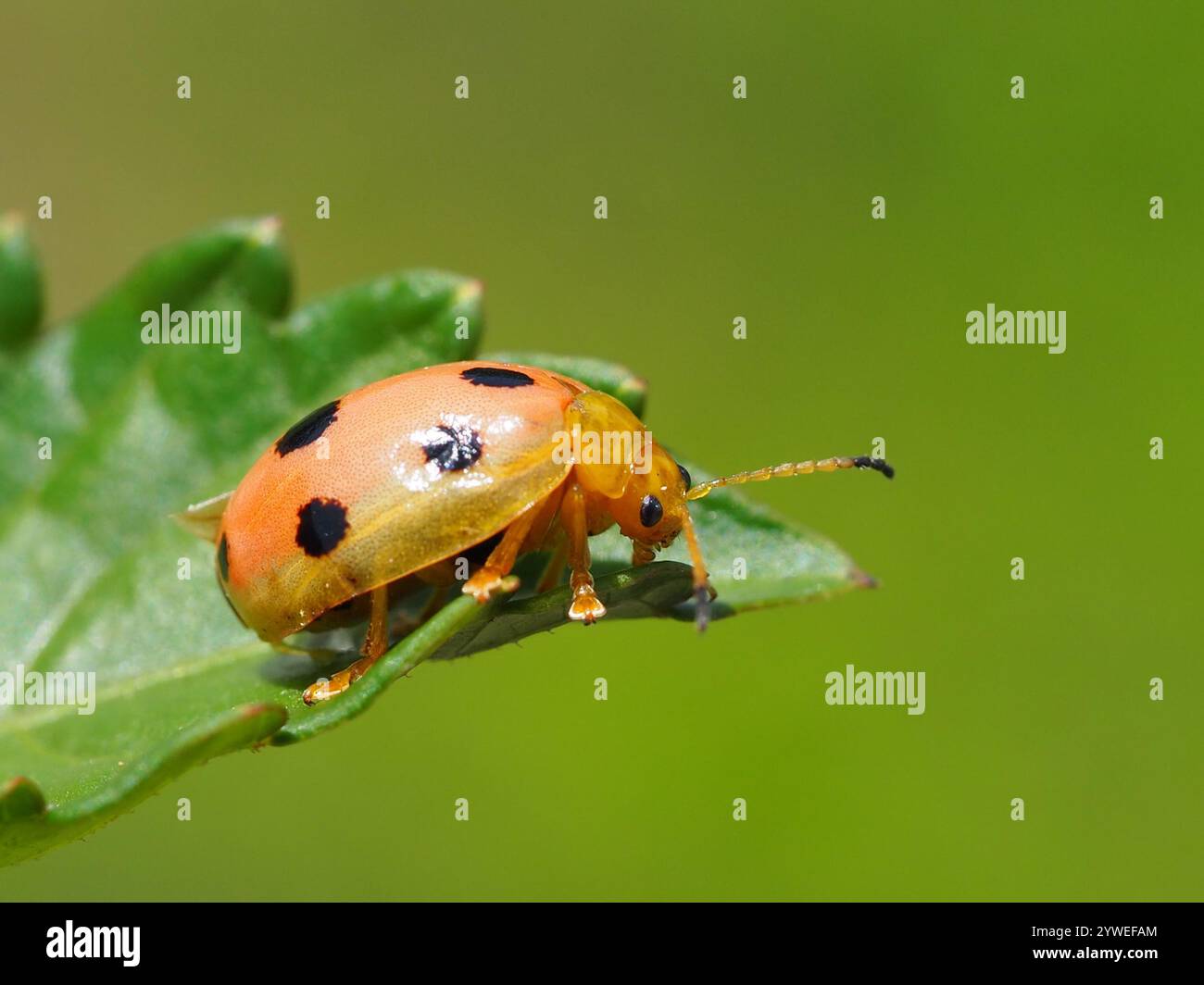 Oides hi-res stock photography and images - Alamy