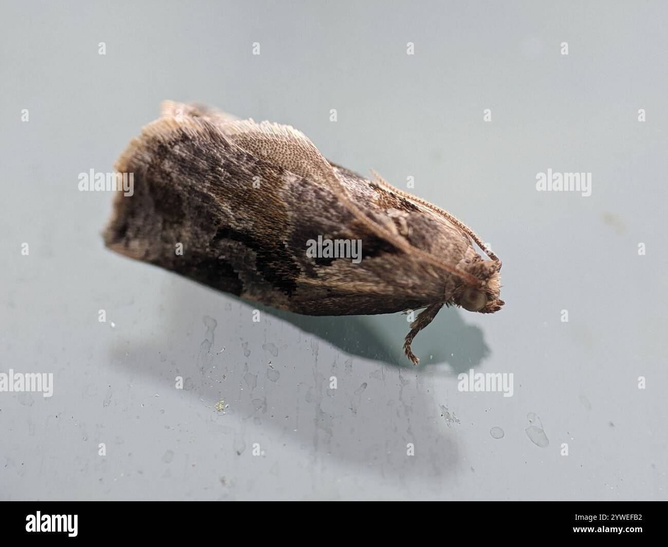 Gray Archips Moth (Archips grisea Stock Photo - Alamy