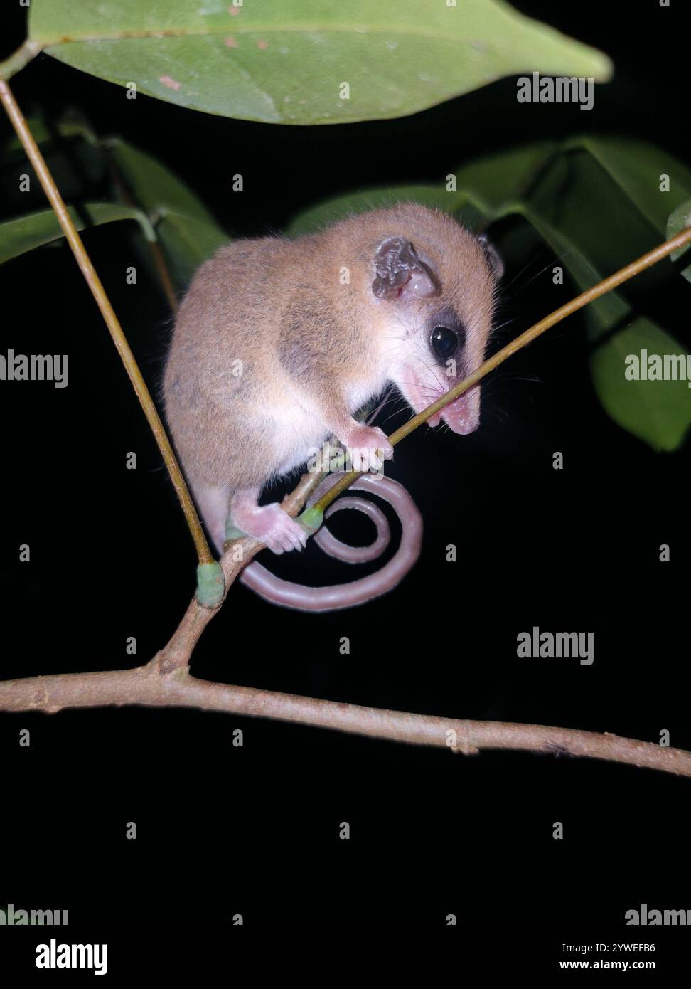 Robinsons mouse opossum hi-res stock photography and images - Alamy