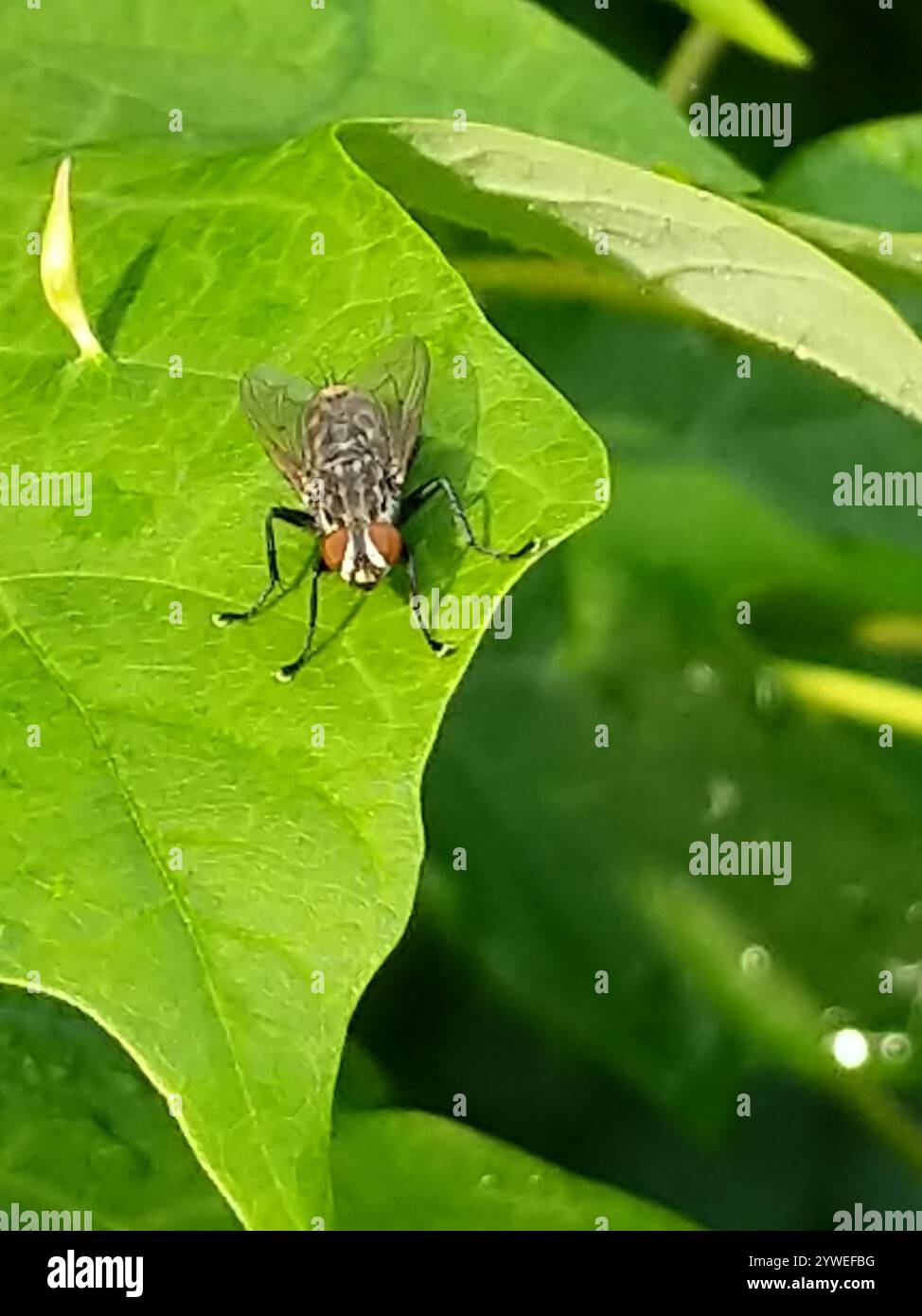 Common Flesh Flies (Sarcophaga Stock Photo - Alamy