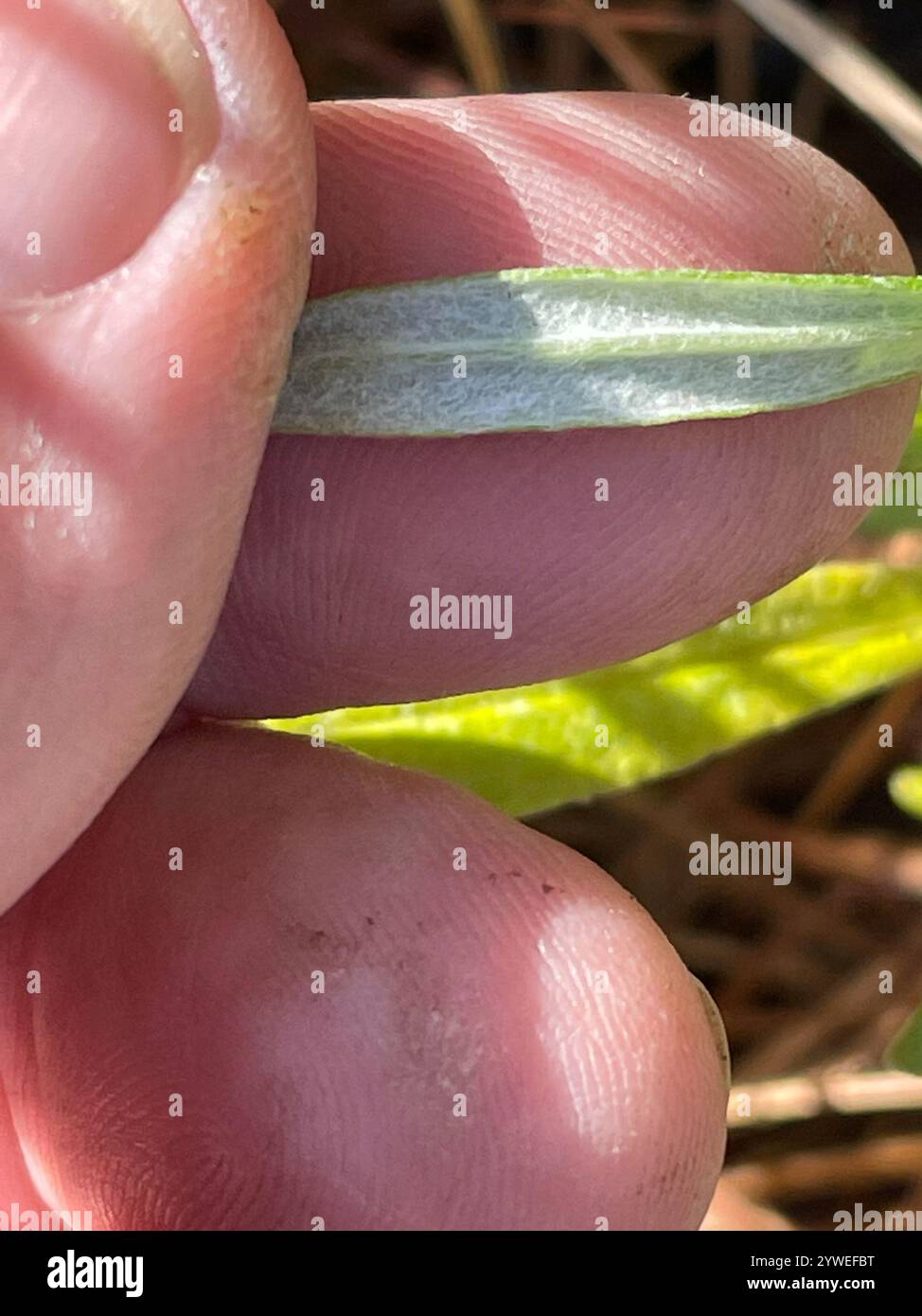 sweet everlasting (Pseudognaphalium obtusifolium Stock Photo - Alamy
