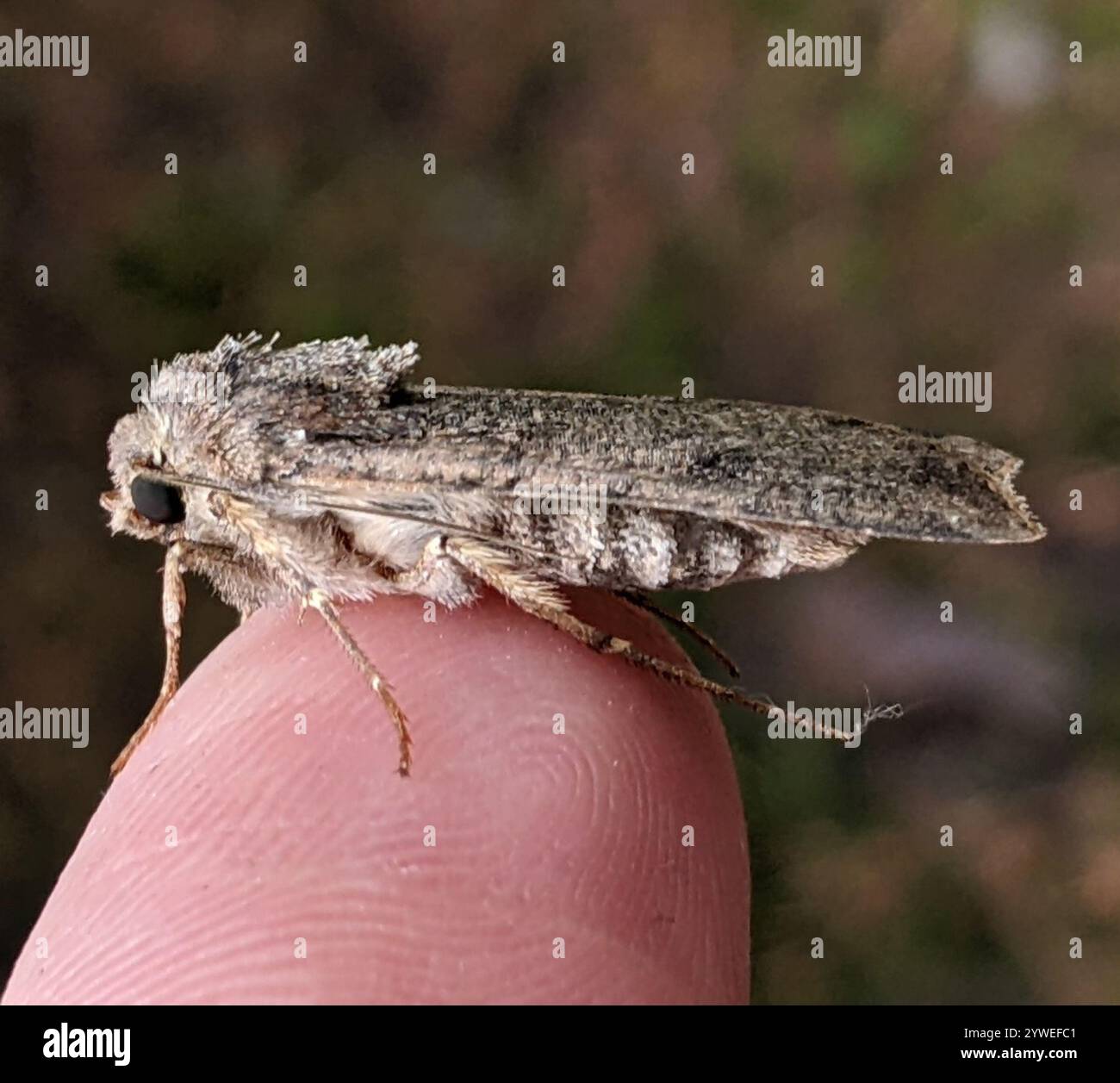 Variegated Cutworm Moth (Peridroma saucia Stock Photo - Alamy