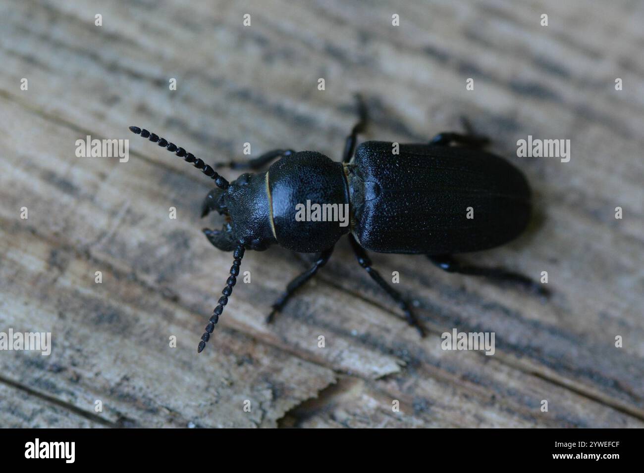 Black Longicorn Beetle (Spondylis buprestoides Stock Photo - Alamy