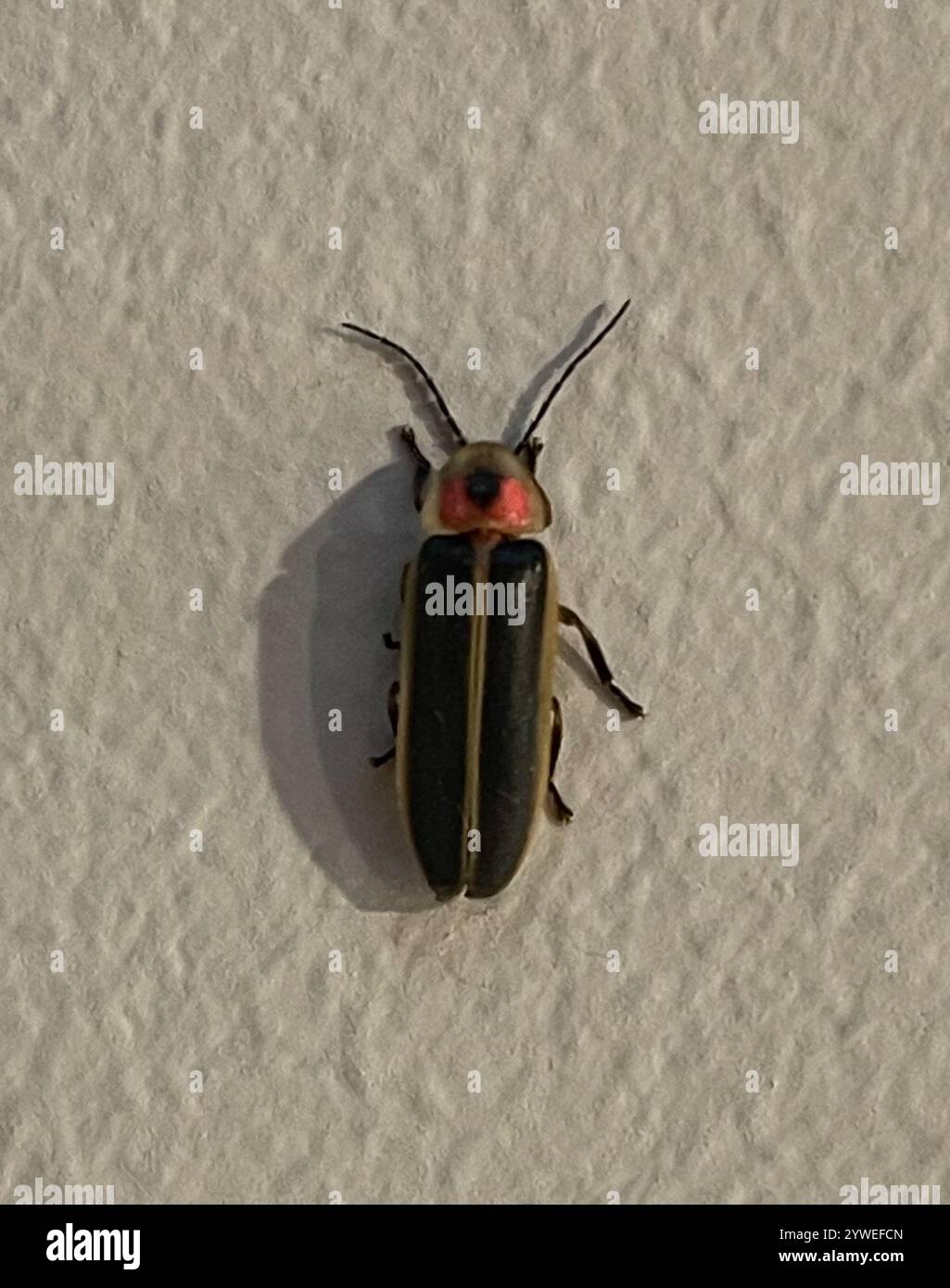 Common Eastern Firefly (Photinus pyralis Stock Photo - Alamy