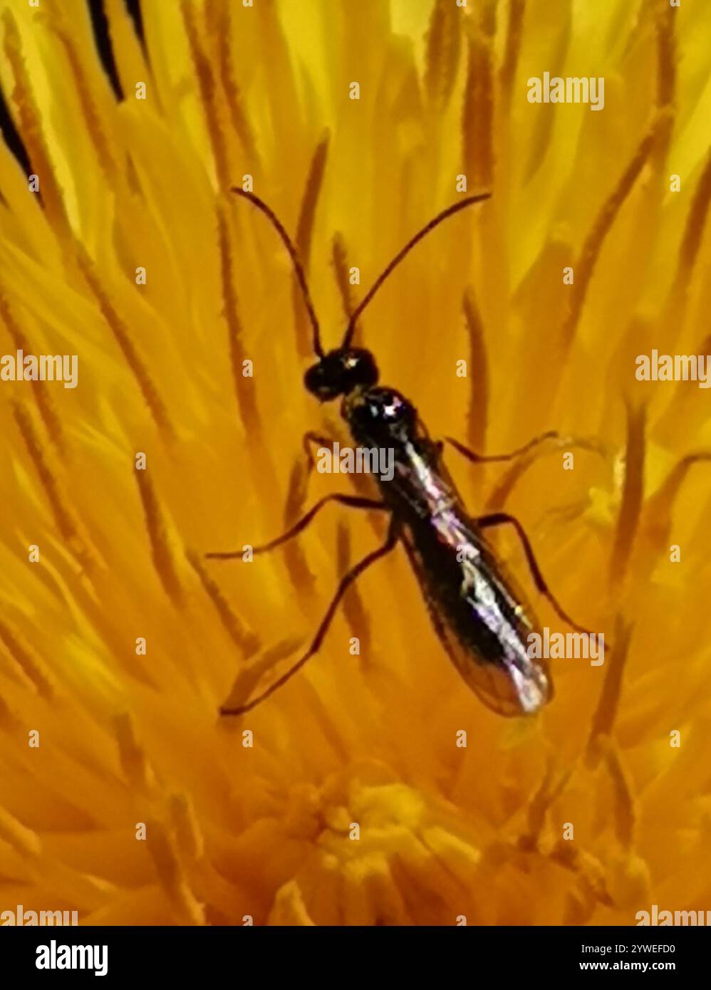 Stem Sawflies (Cephidae Stock Photo - Alamy