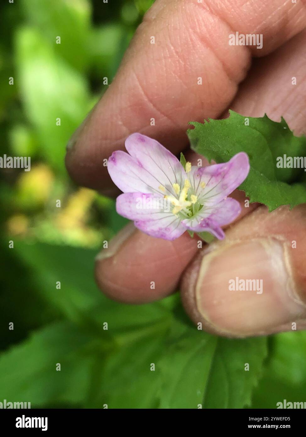 Broad-leaved Willowherb (Epilobium montanum Stock Photo - Alamy