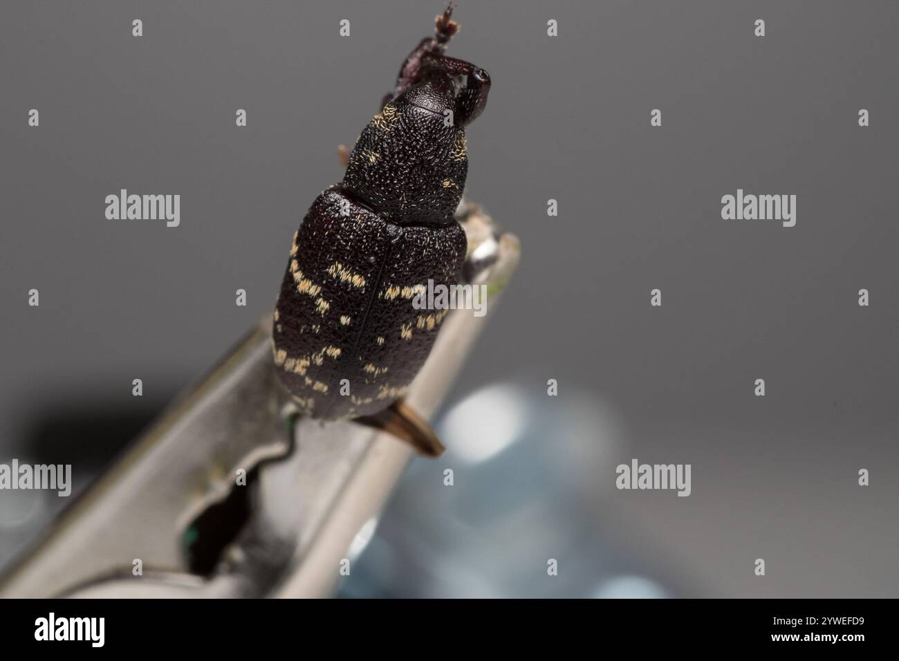 Large Pine Weevil (Hylobius abietis Stock Photo - Alamy
