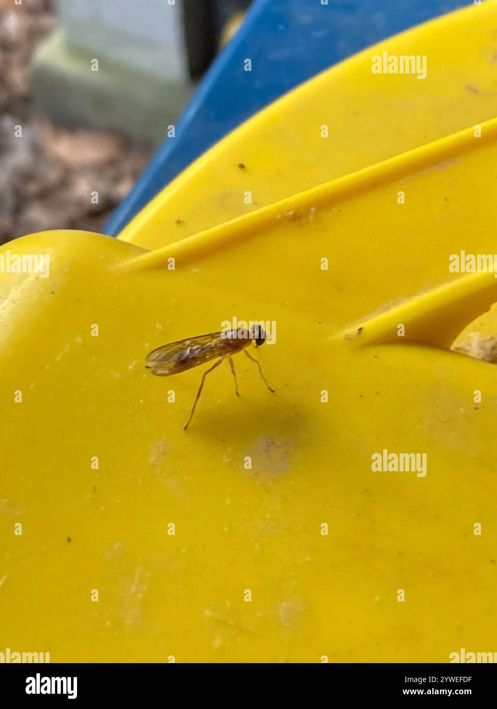 Compost Fly (Ptecticus trivittatus Stock Photo - Alamy