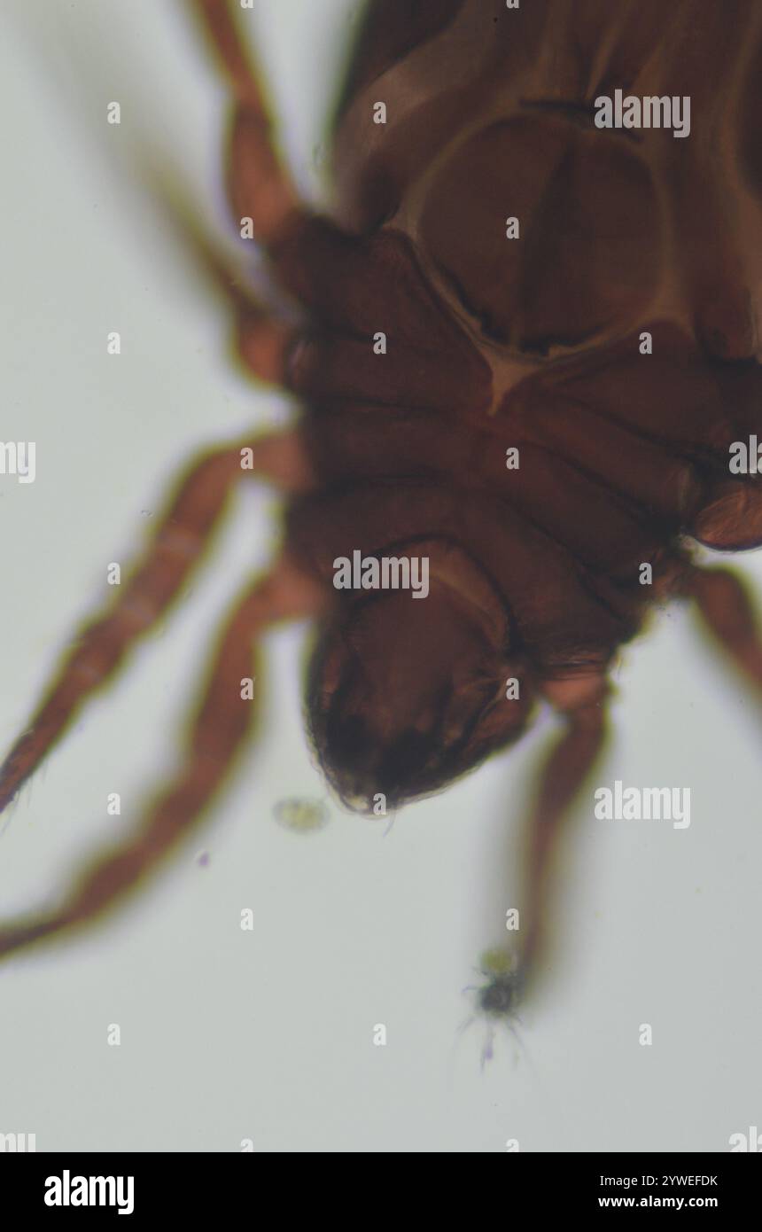 Mites and Ticks (Acari Stock Photo - Alamy