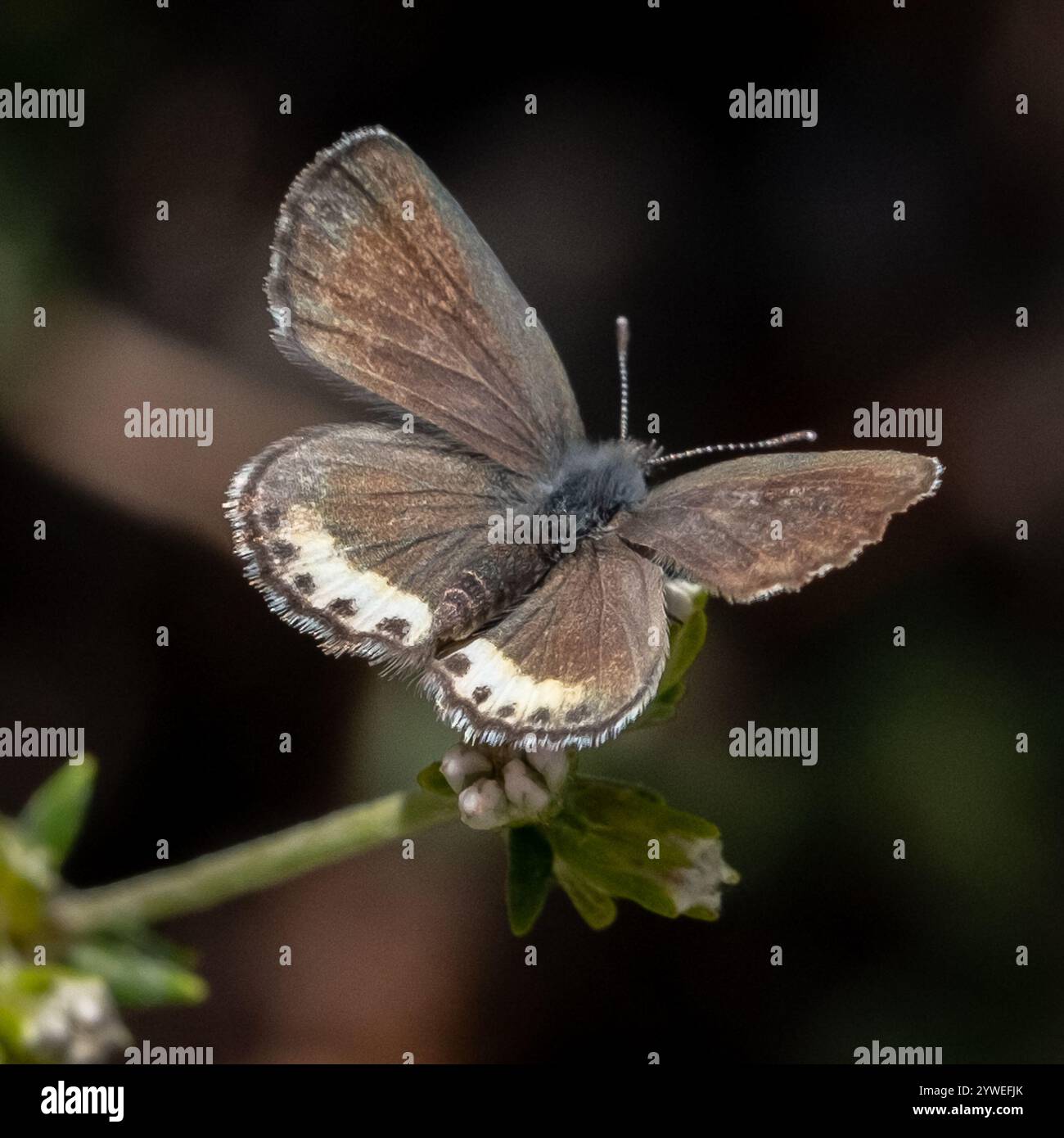 El Segundo Blue (Euphilotes battoides allyni Stock Photo - Alamy