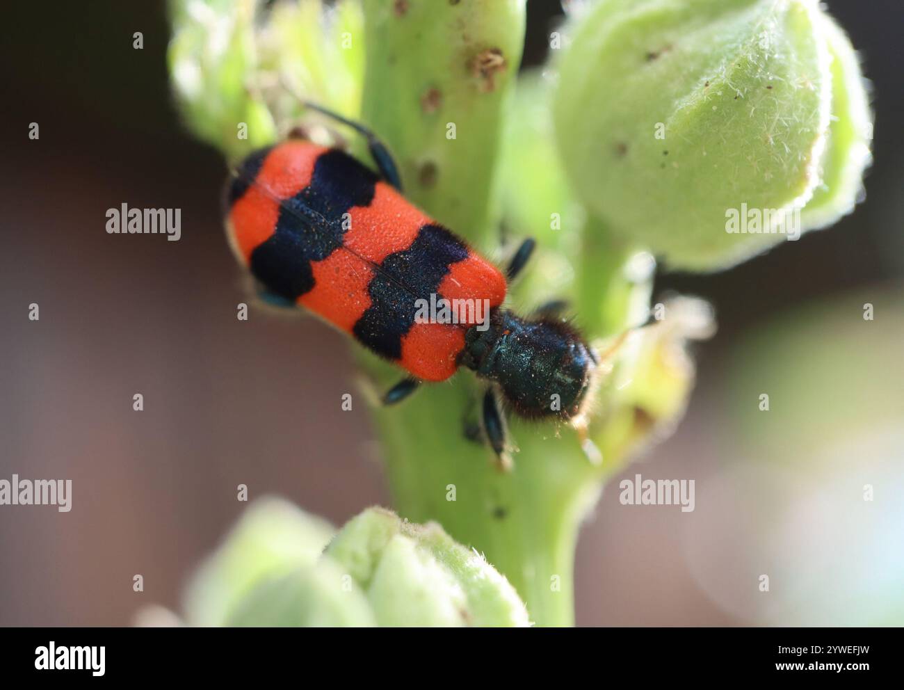 Bee-eating Beetle (Trichodes apiarius Stock Photo - Alamy