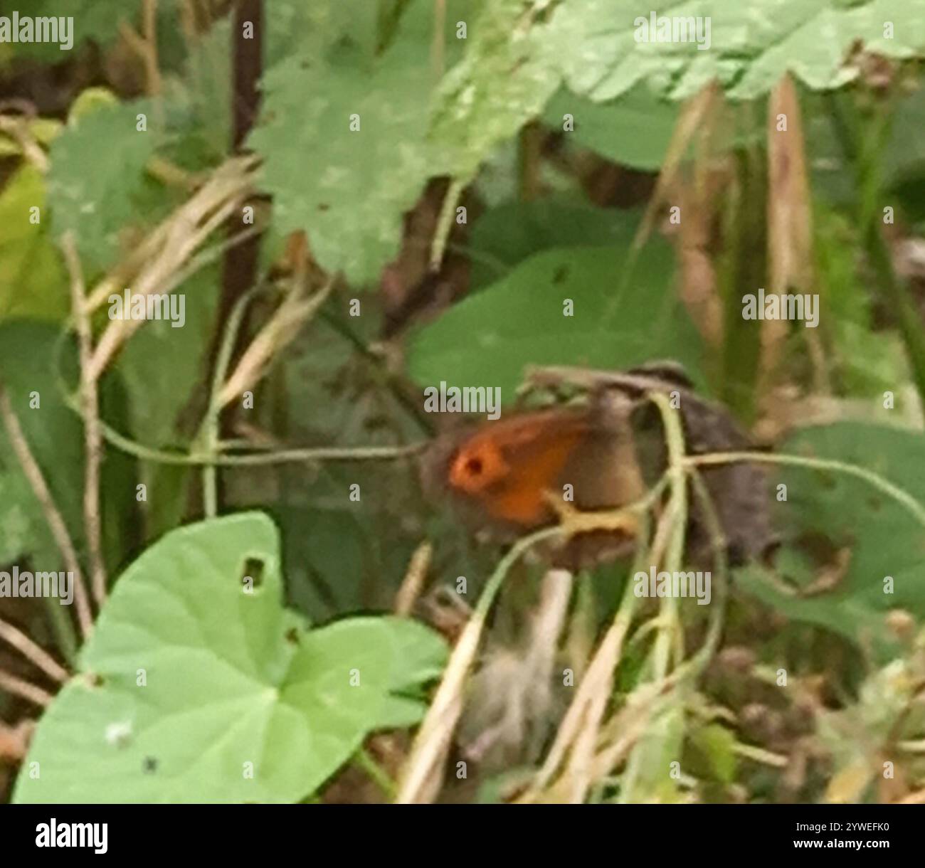 Spanish Gatekeeper (Pyronia bathseba Stock Photo - Alamy