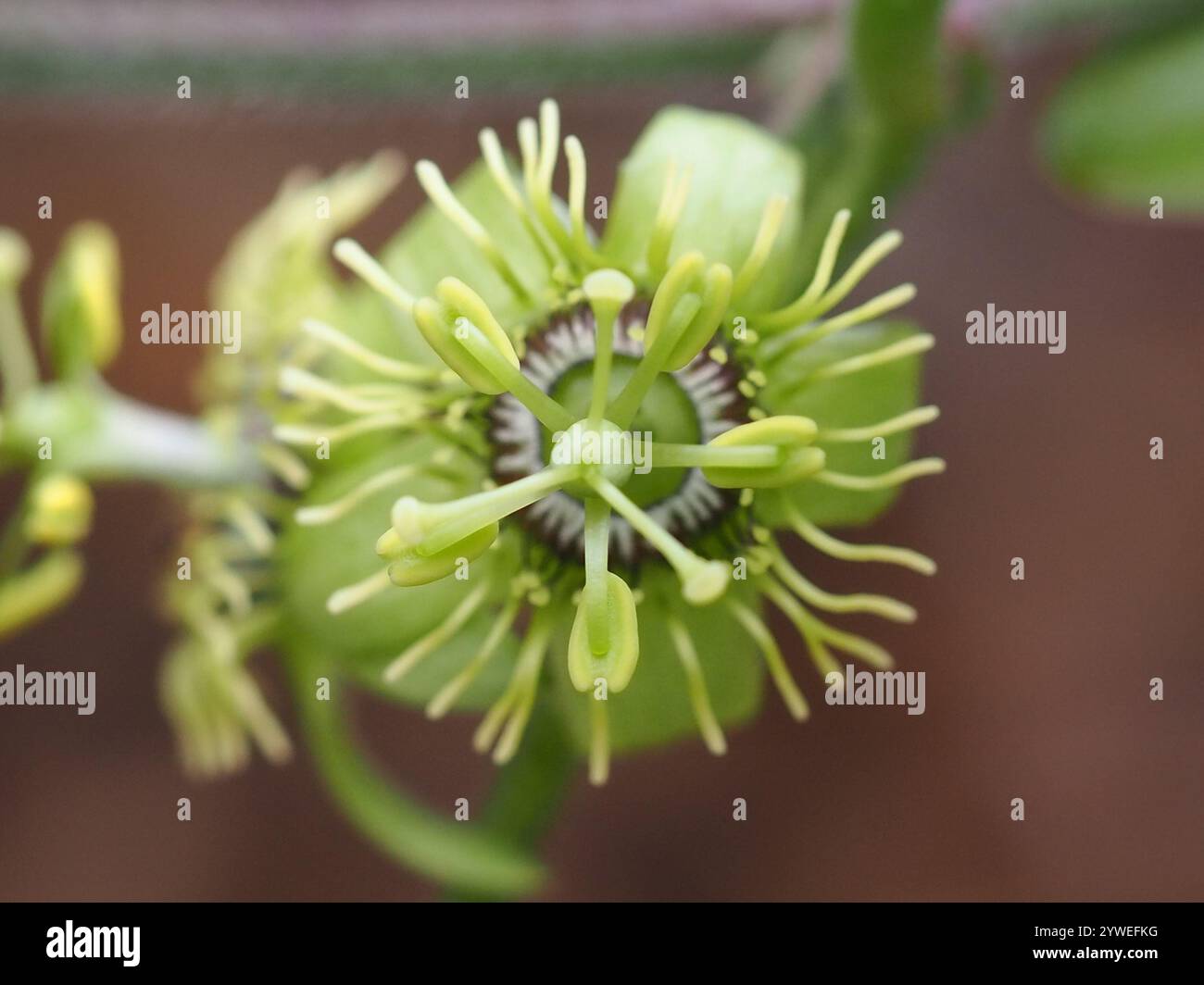 Passiflora suberosa hi-res stock photography and images - Alamy