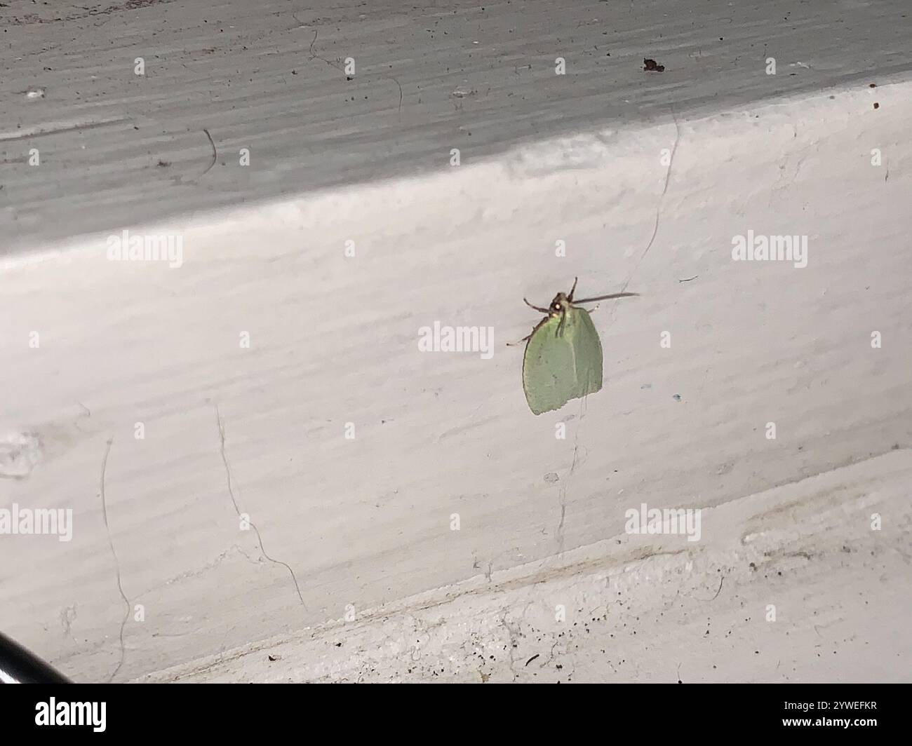 Green Oak Tortrix (Tortrix viridana Stock Photo - Alamy