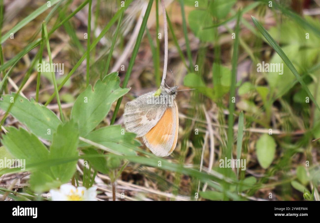 Common Ringlet (Coenonympha california Stock Photo - Alamy