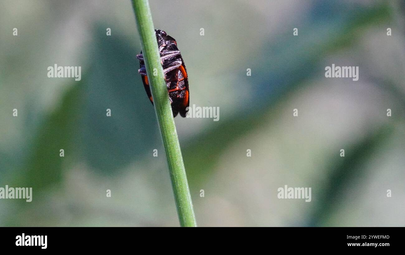Common Froghopper (Cercopis vulnerata Stock Photo - Alamy