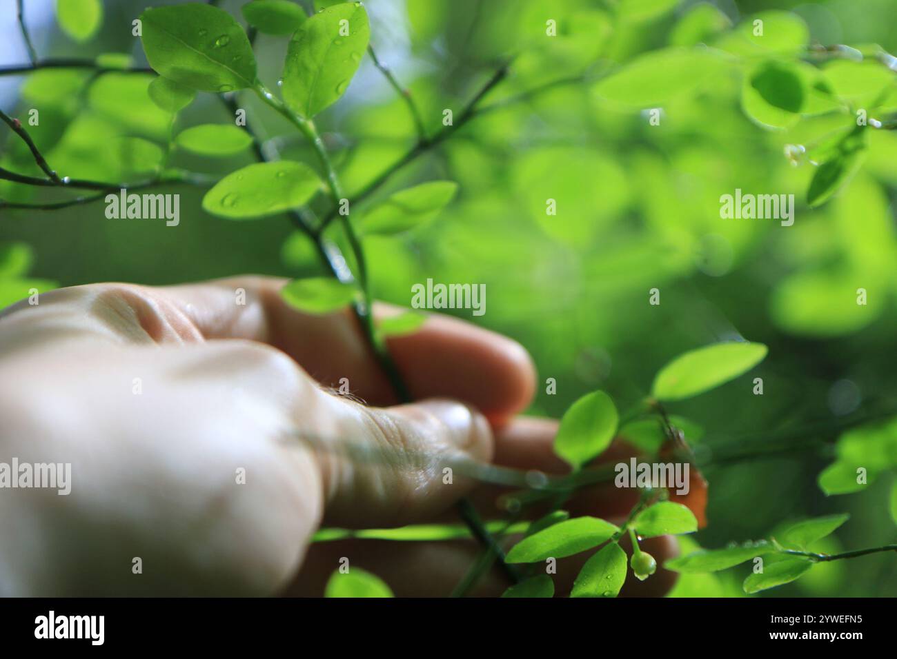 Red Huckleberry (Vaccinium parvifolium Stock Photo - Alamy