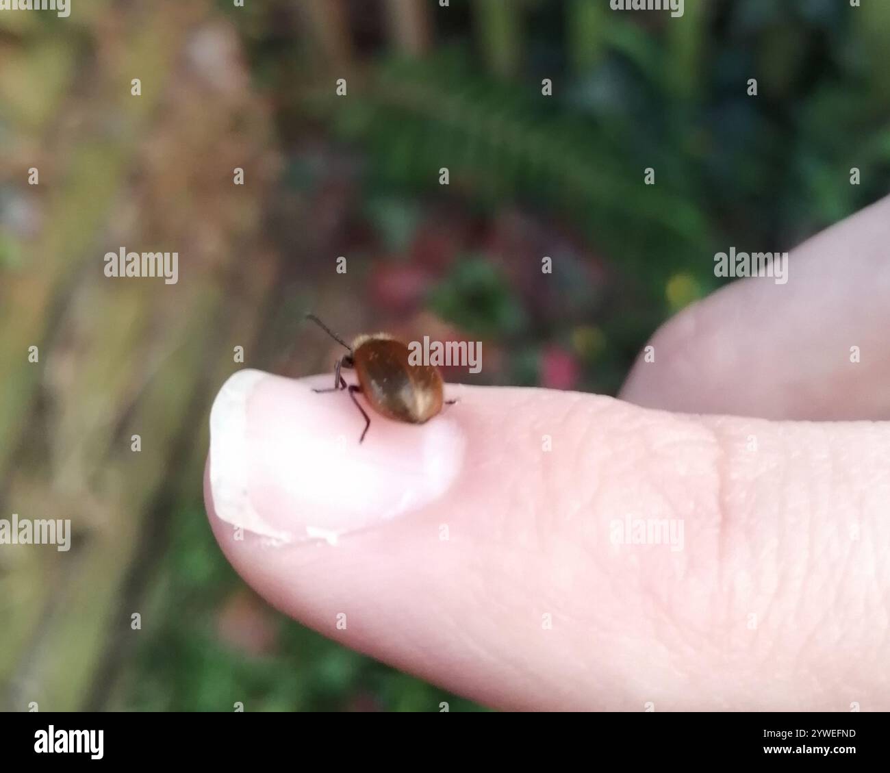 Rough-haired Lagria Beetle (Lagria hirta Stock Photo - Alamy