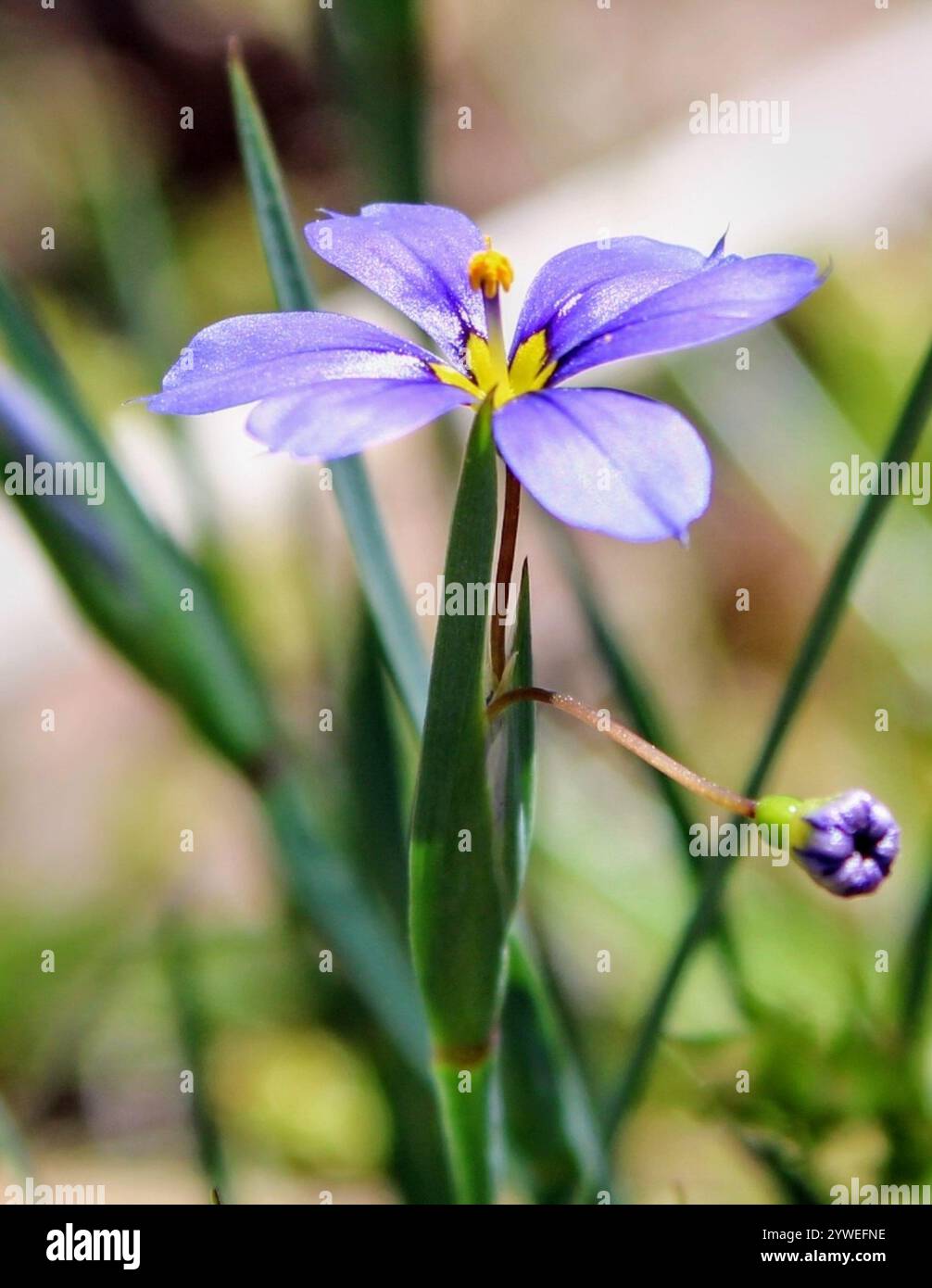 blue-eyed grasses (Sisyrinchium Stock Photo - Alamy