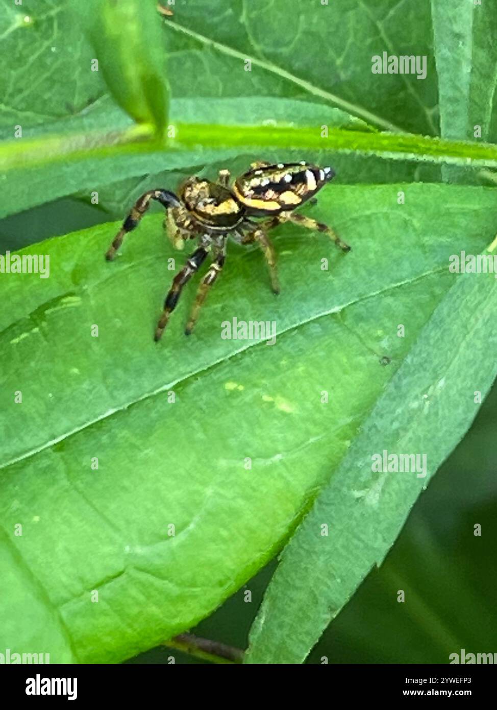 Golden Jumping Spider (Paraphidippus aurantius Stock Photo - Alamy