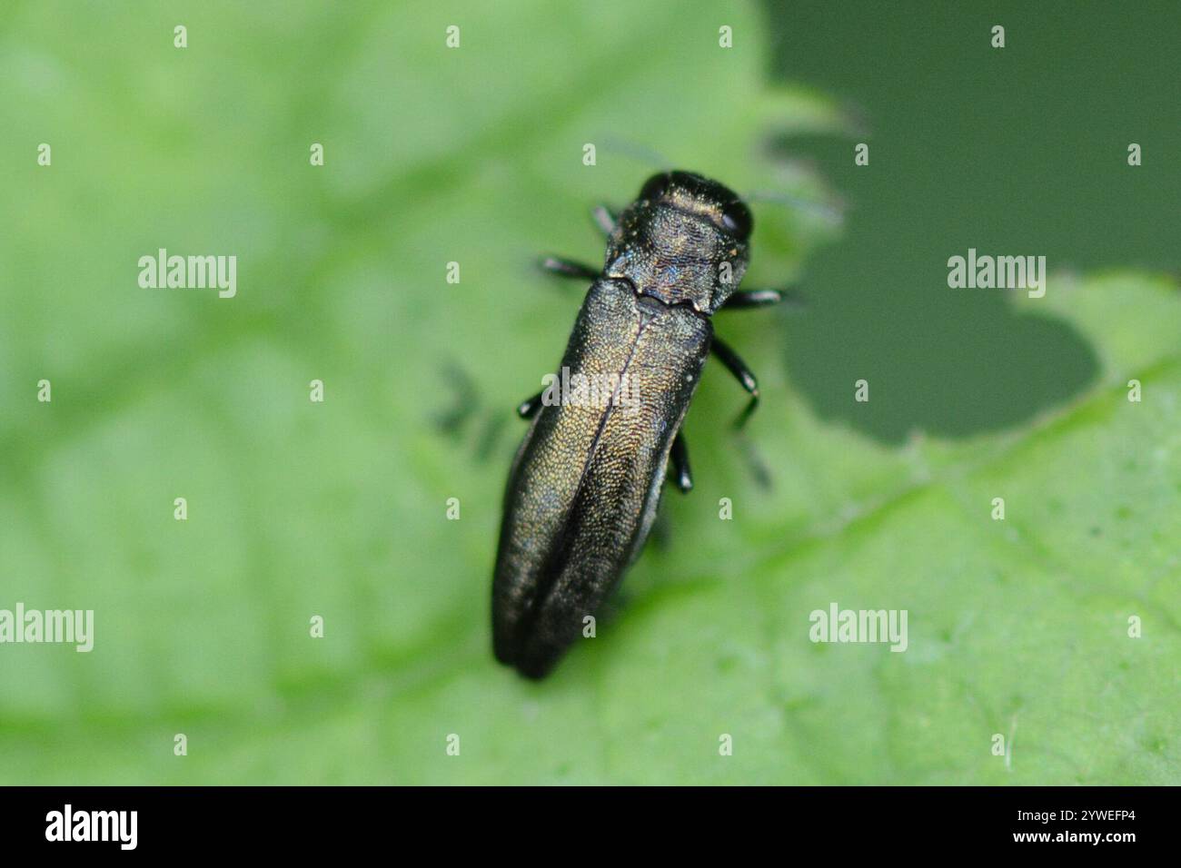 Rose stem girdler hi-res stock photography and images - Alamy