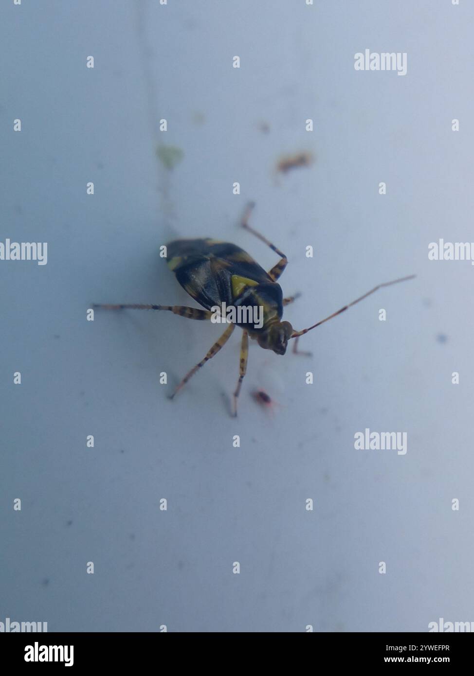 Three Spotted Nettle Bug (Liocoris tripustulatus Stock Photo - Alamy