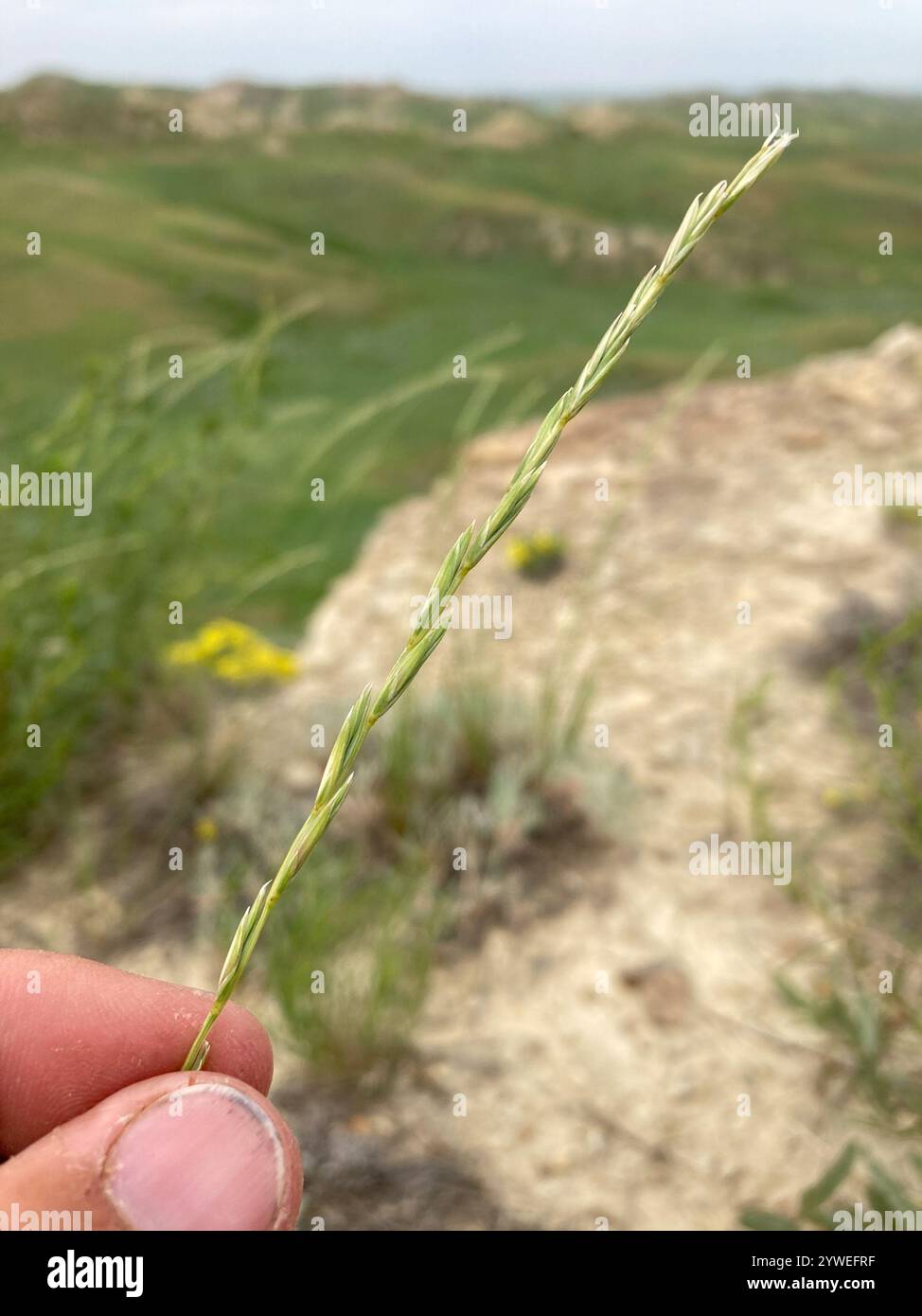 thickspike wheatgrass (Elymus lanceolatus Stock Photo - Alamy