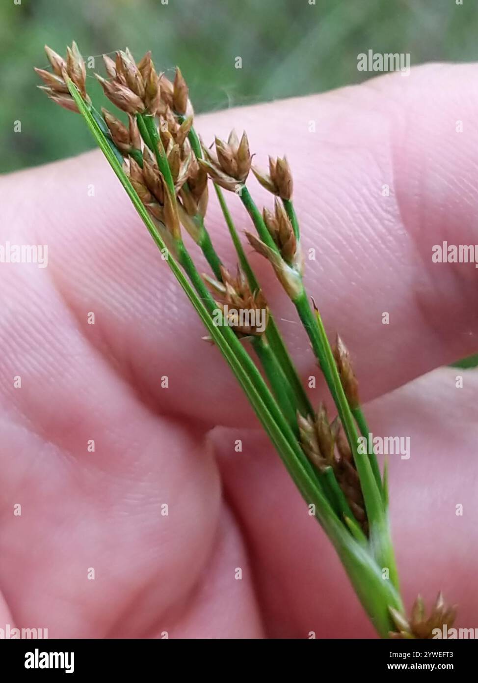 smooth saw-grass (Cladium mariscoides Stock Photo - Alamy