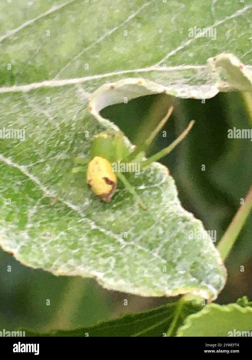 Triangle Crab Spider (Ebrechtella tricuspidata Stock Photo - Alamy