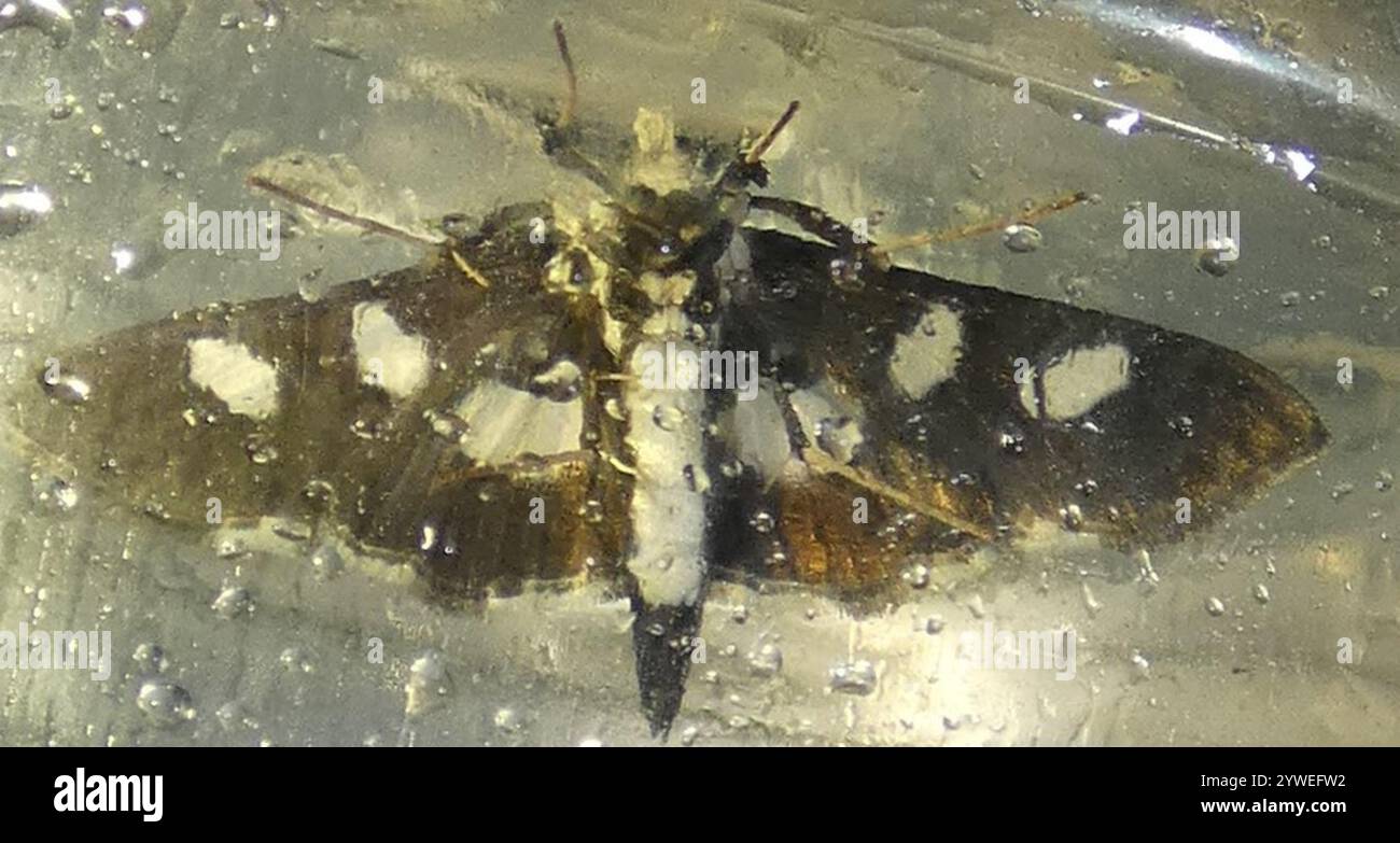 Grape Leaffolder Moth (Desmia funeralis Stock Photo - Alamy