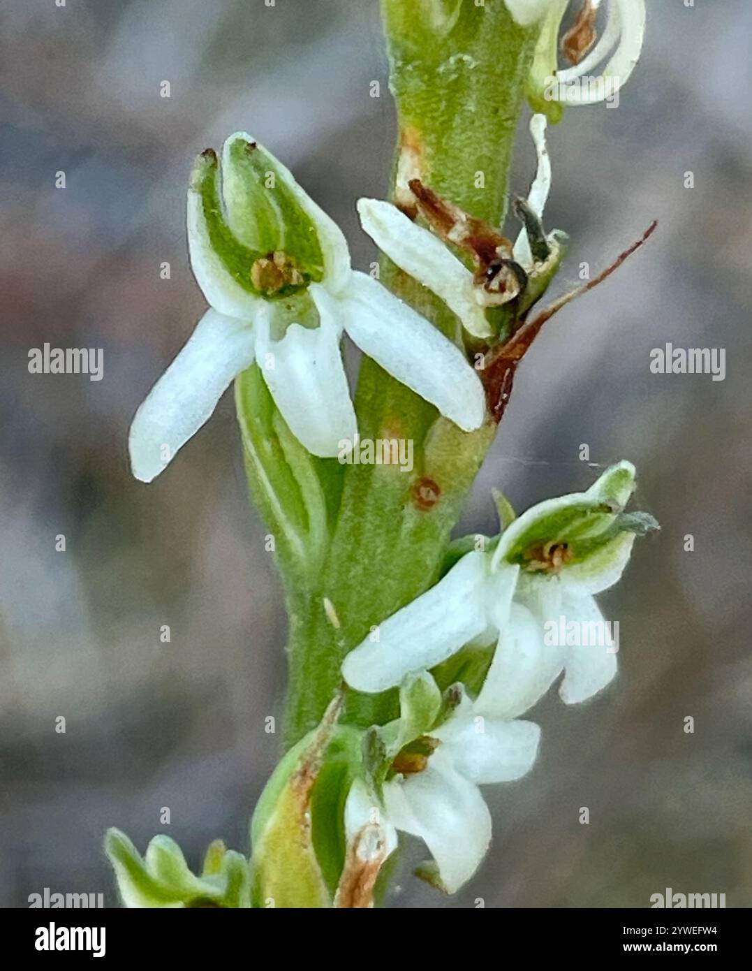 Yadon's Rein Orchid (Platanthera yadonii Stock Photo - Alamy