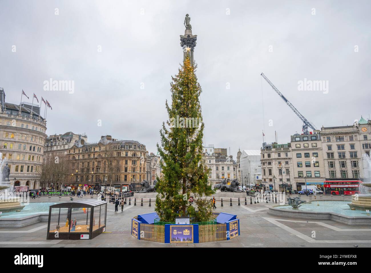 11th Dec 2024. Norwegian Spruce Christmas Tree, Trafalgar Square ...