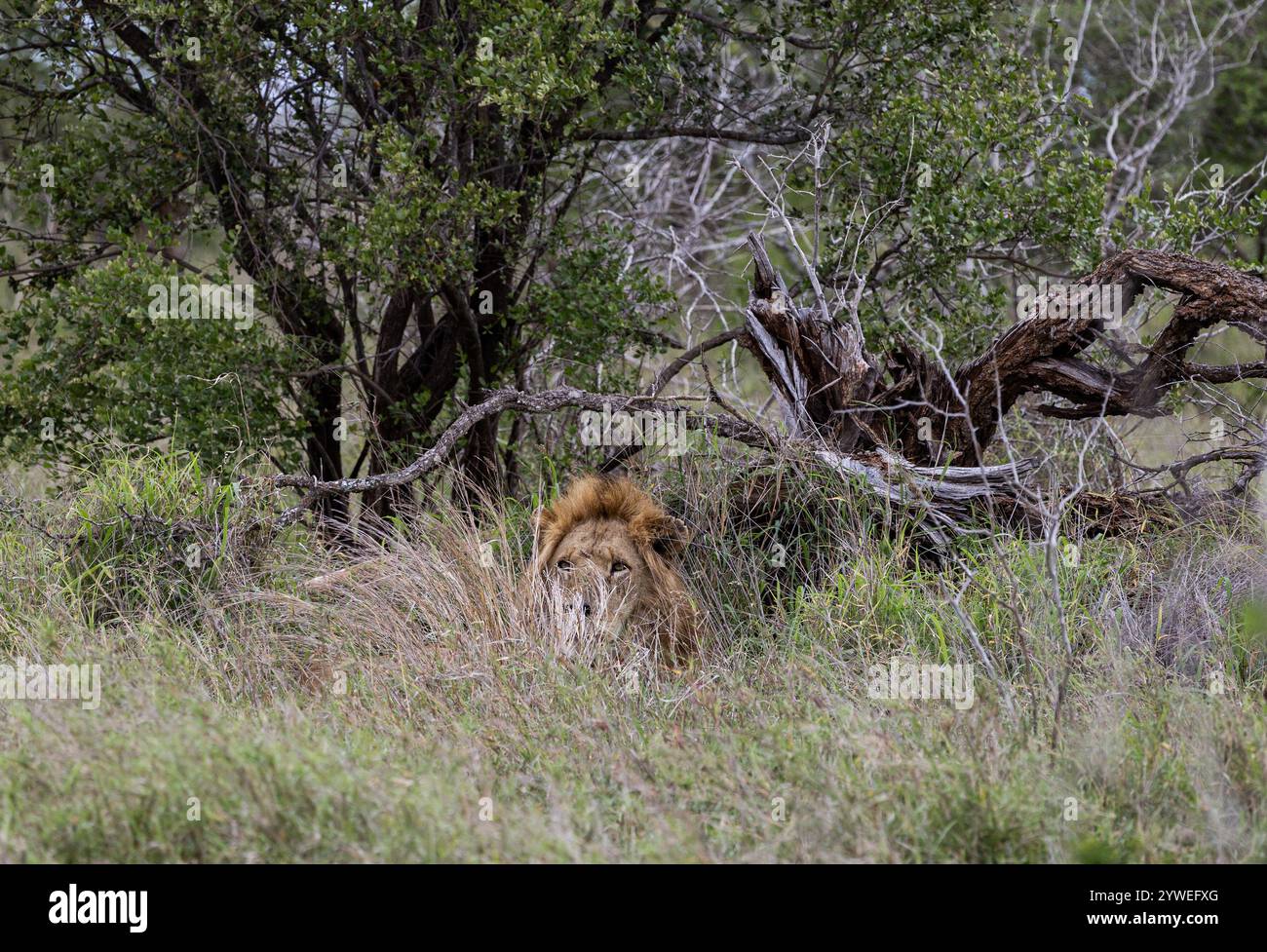 Big beautiful African lion looking into camera, natural habitat wild ...