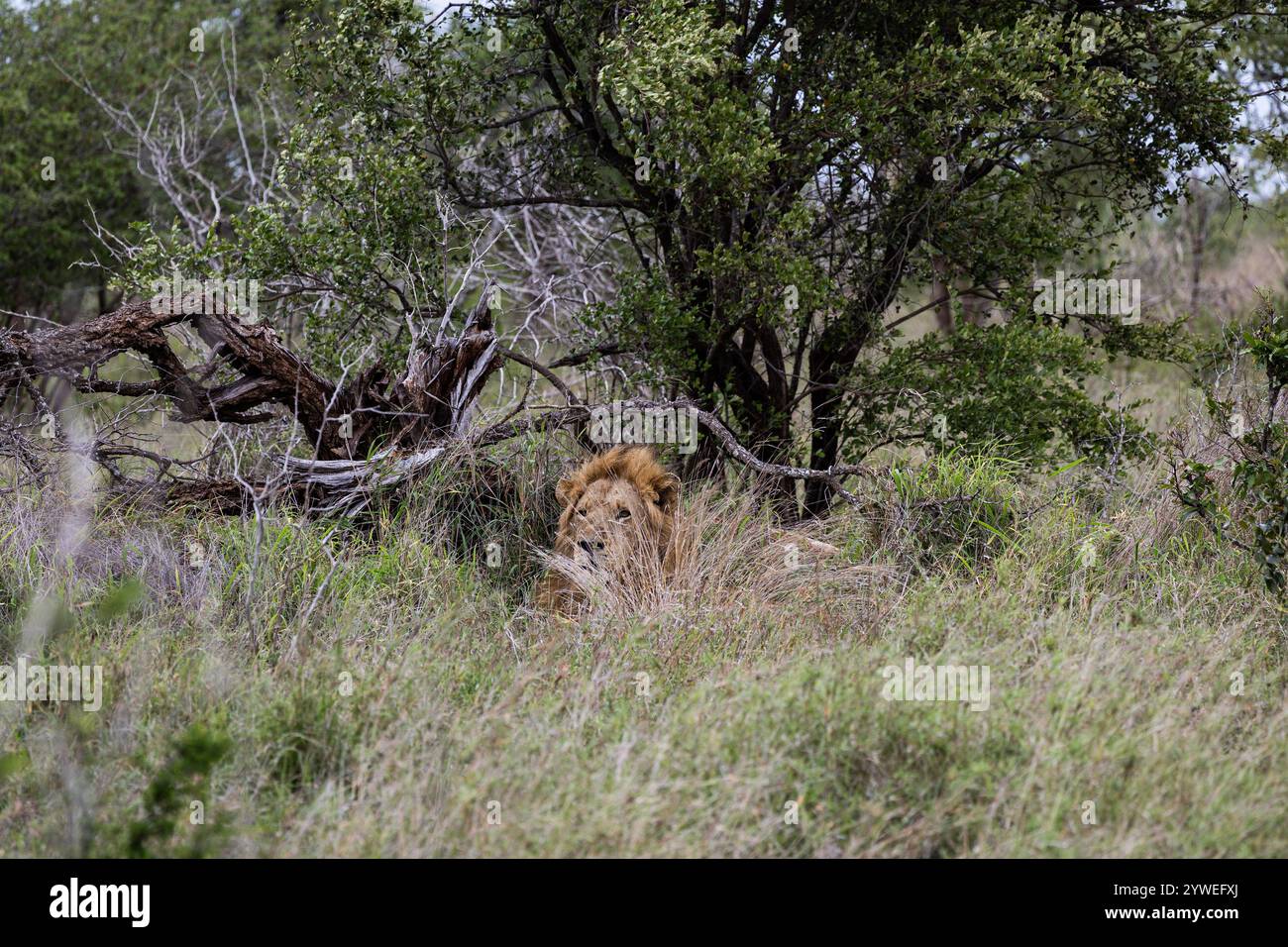 Big beautiful African lion looking into camera, natural habitat wild ...