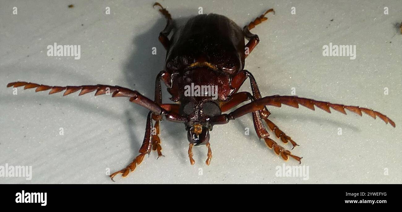 Tooth-necked Longhorn Beetle (Prionus pocularis Stock Photo - Alamy