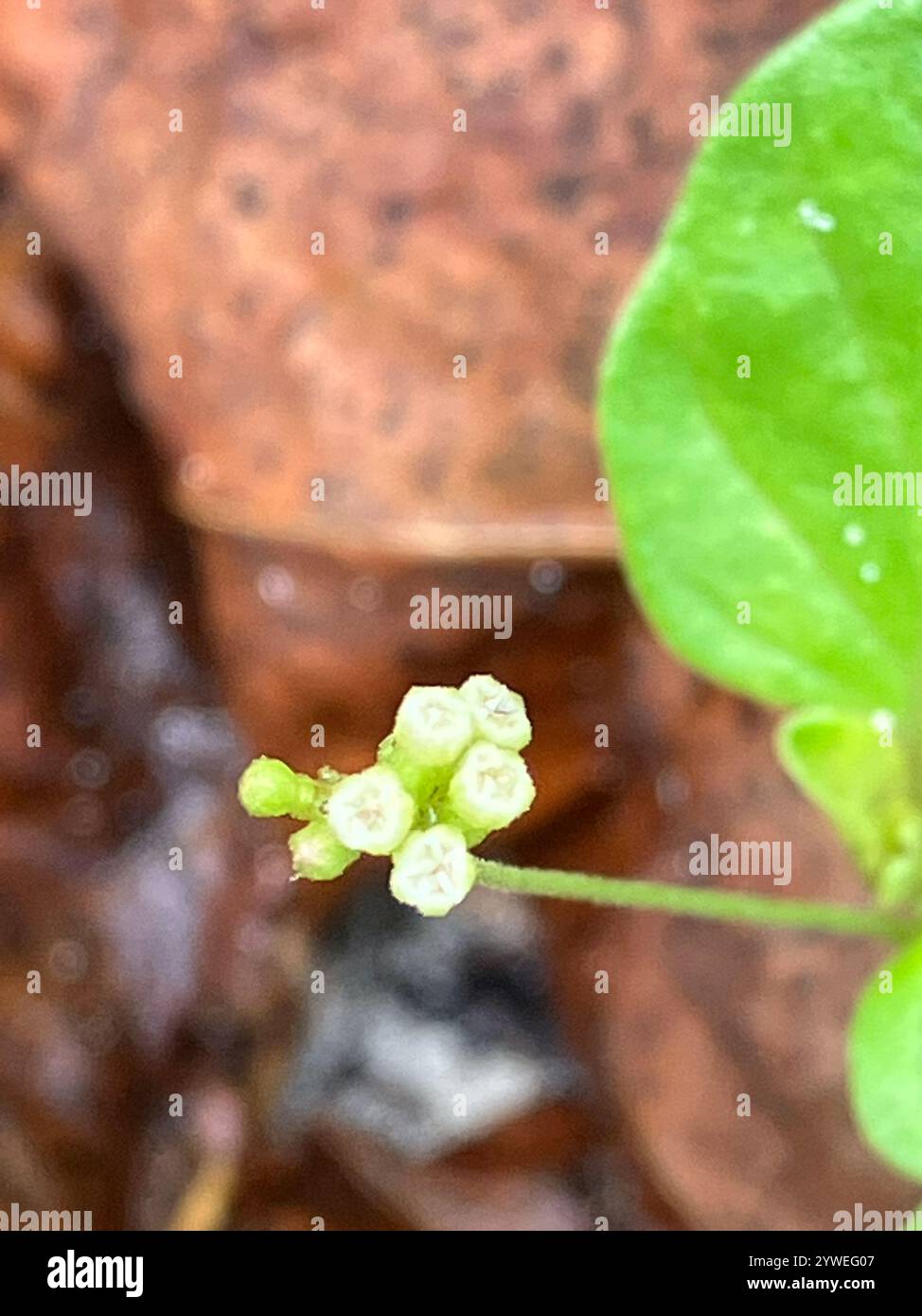 Crawling Spiderling (Boerhavia repens Stock Photo - Alamy