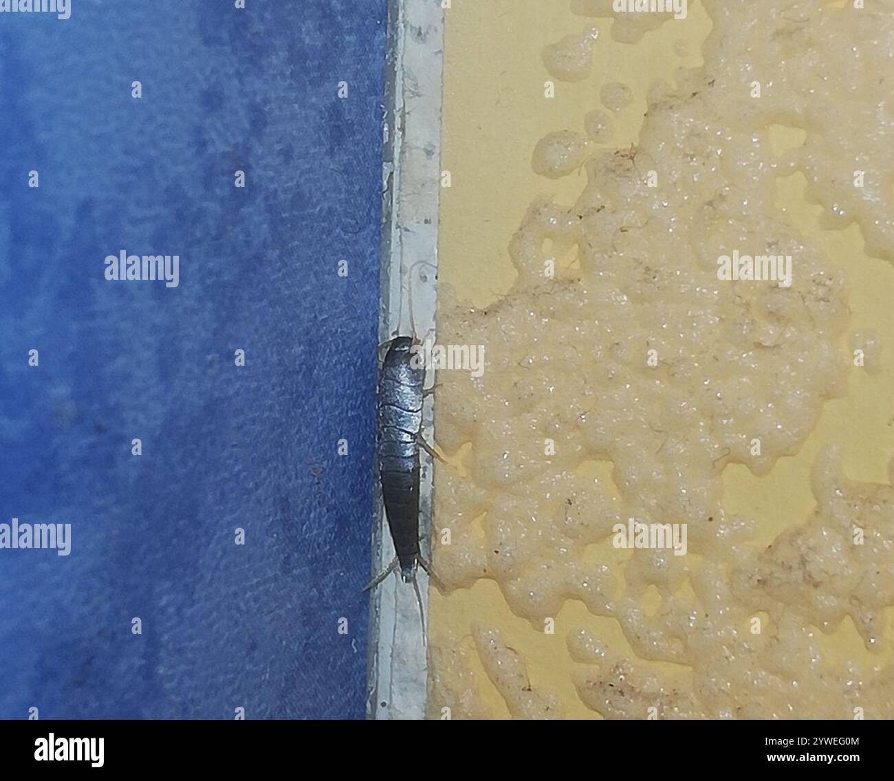 Common Silverfish (Lepisma saccharinum Stock Photo - Alamy