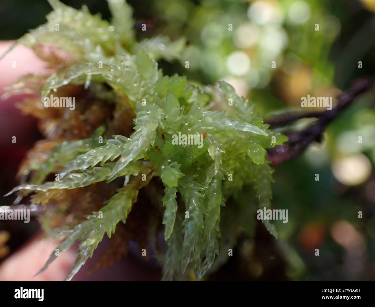 Papillose Peatmoss (Sphagnum papillosum Stock Photo - Alamy