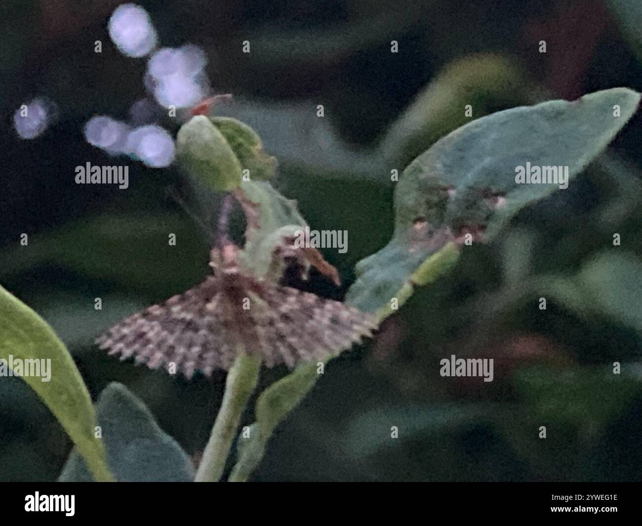 Twenty-plume Moth (Alucita hexadactyla Stock Photo - Alamy