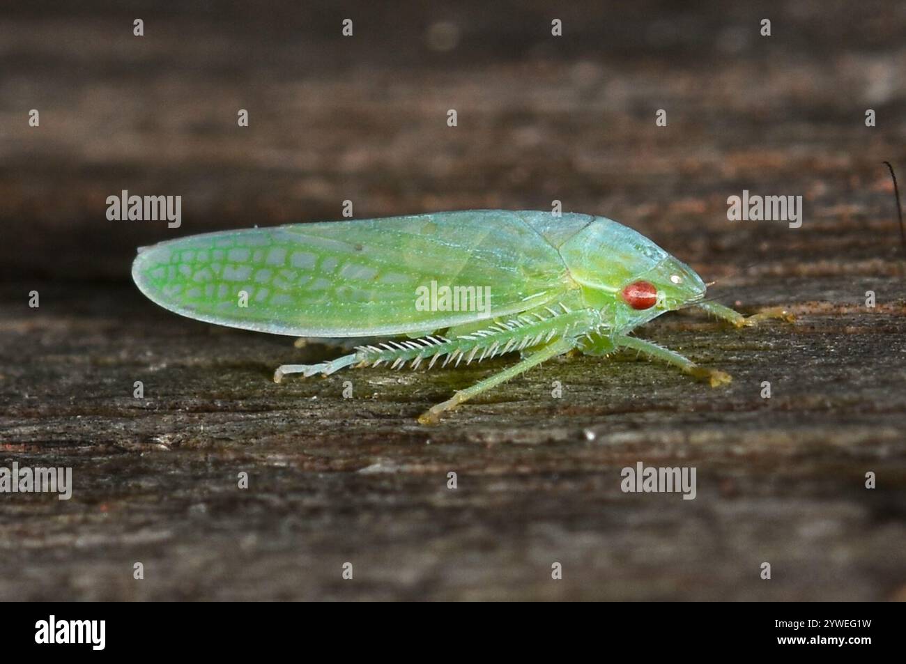True Bugs, Hoppers, Aphids, and allies (Hemiptera Stock Photo - Alamy