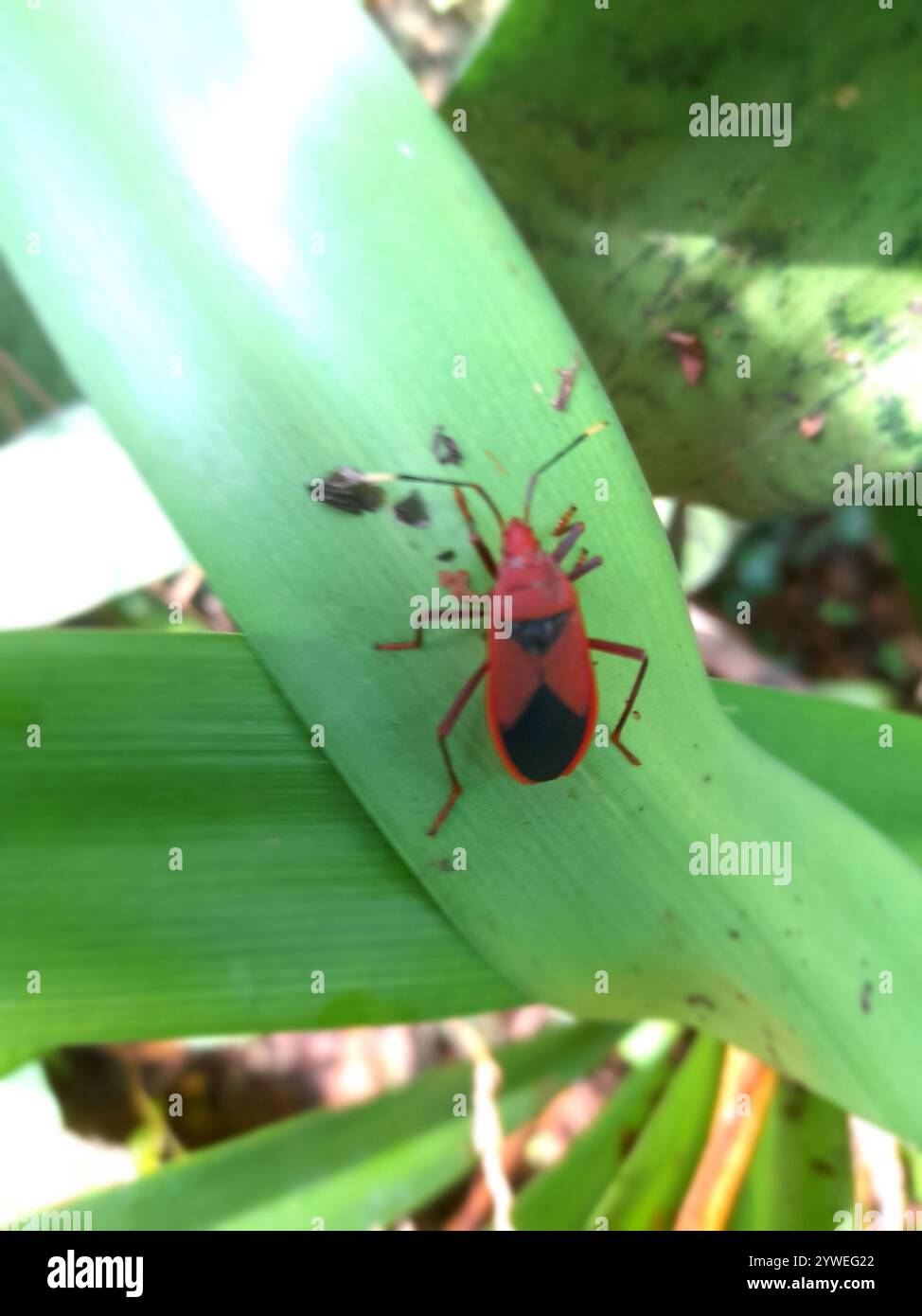 Indian Red Bug (Probergrothius sanguinolens Stock Photo - Alamy