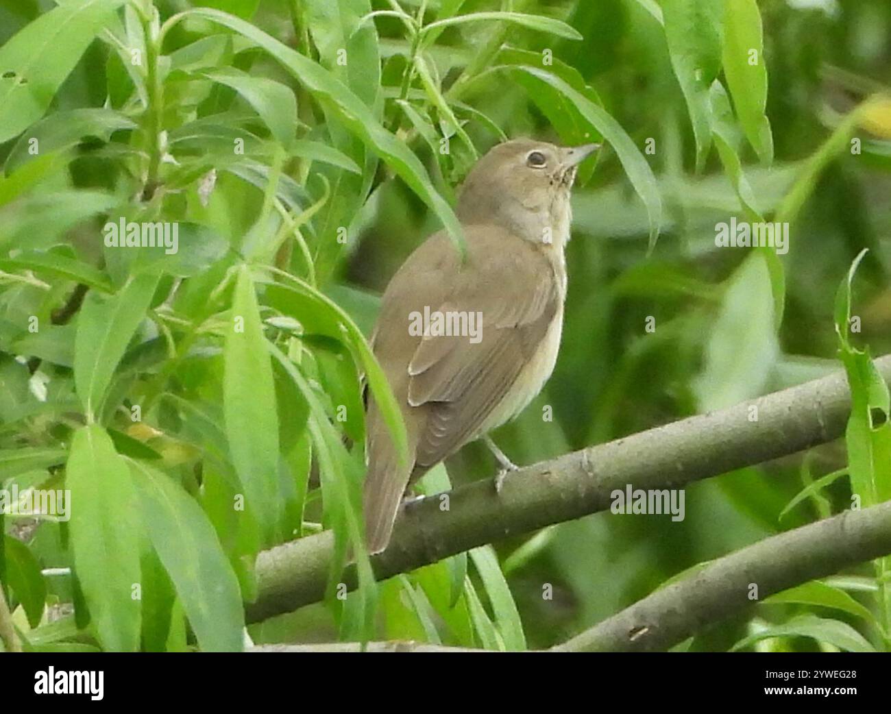 Garden Warbler (Sylvia borin Stock Photo - Alamy
