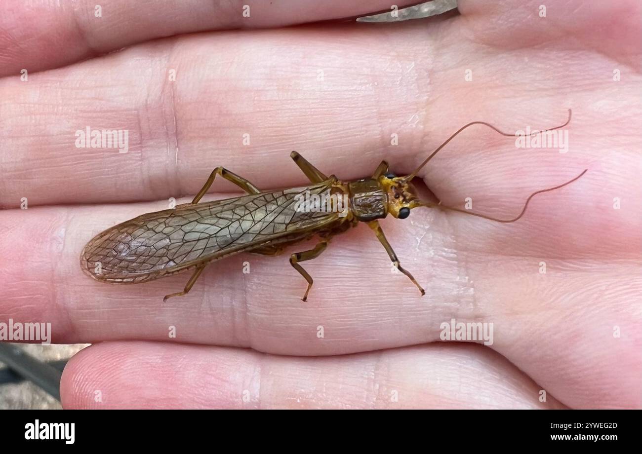 Common Stoneflies (Perlidae Stock Photo - Alamy