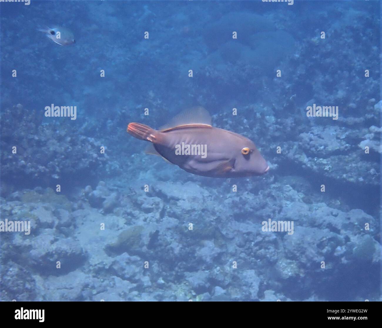 Barred Filefish (Cantherhines dumerilii Stock Photo - Alamy