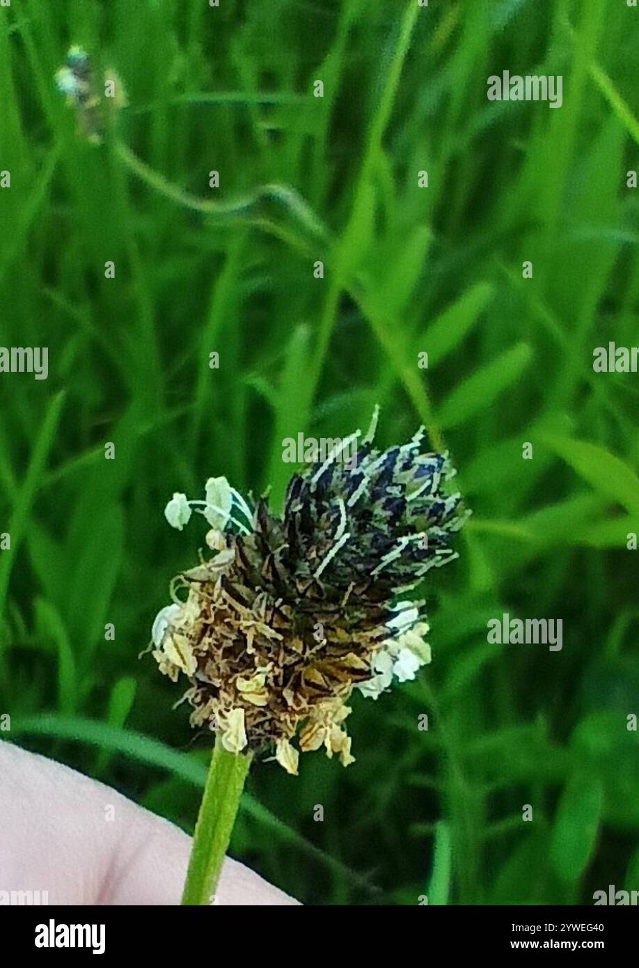 ribwort plantain (Plantago lanceolata Stock Photo - Alamy